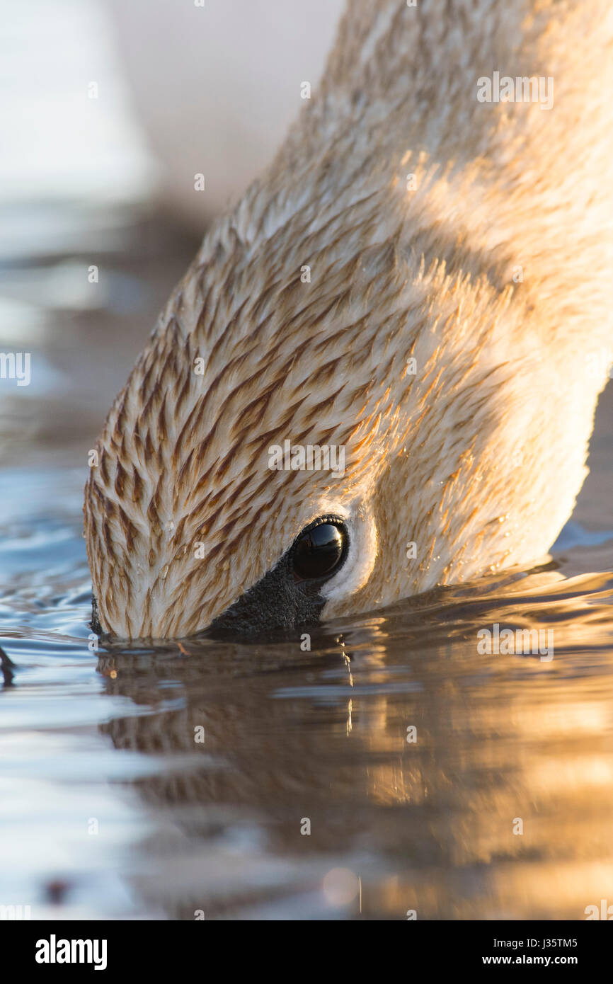 Wild Trumpeter Swans in Minnesota Stock Photo - Alamy