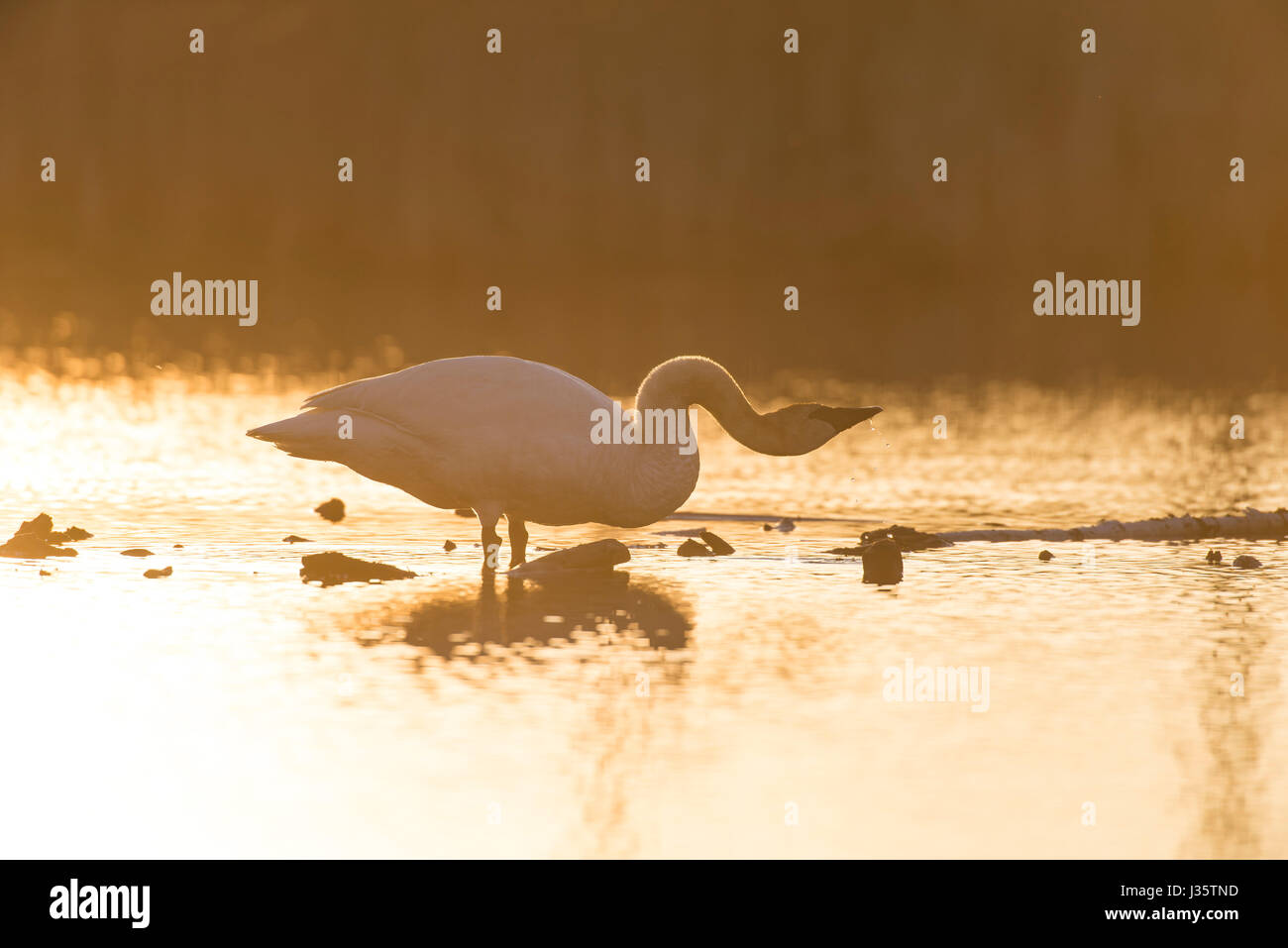 Wild Trumpeter Swans in Minnesota Stock Photo - Alamy