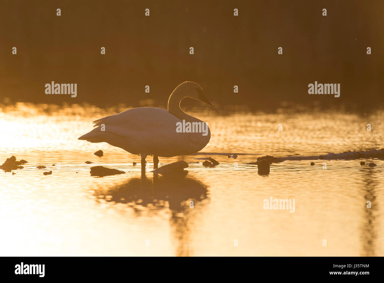 Wild Trumpeter Swans in Minnesota Stock Photo - Alamy