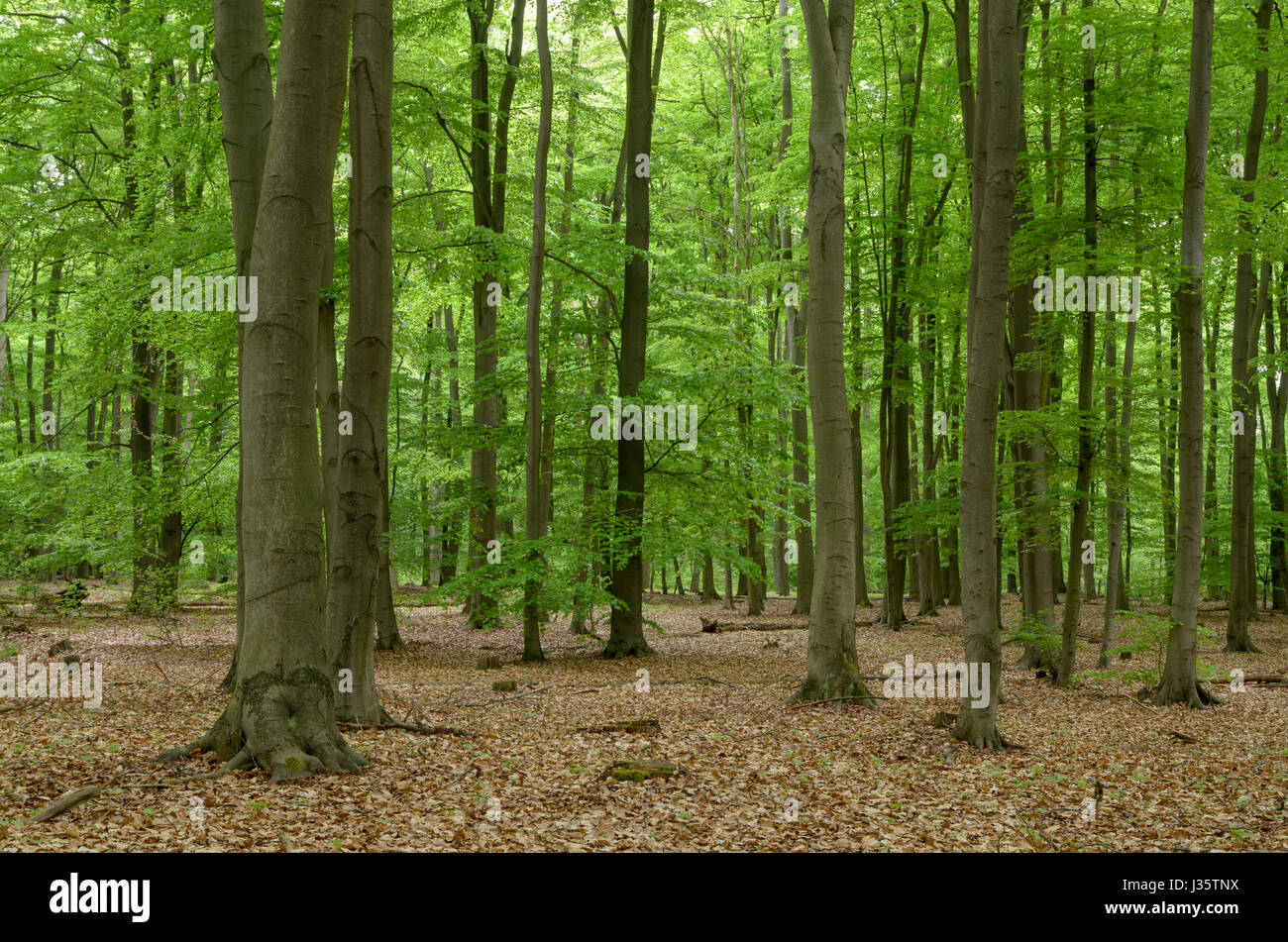 Forest in summer Stock Photo - Alamy