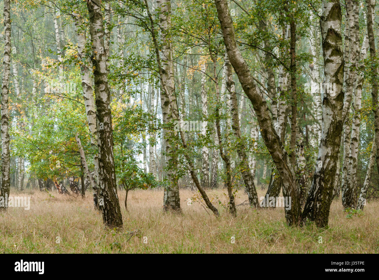 Birch forest in autumn Stock Photo - Alamy