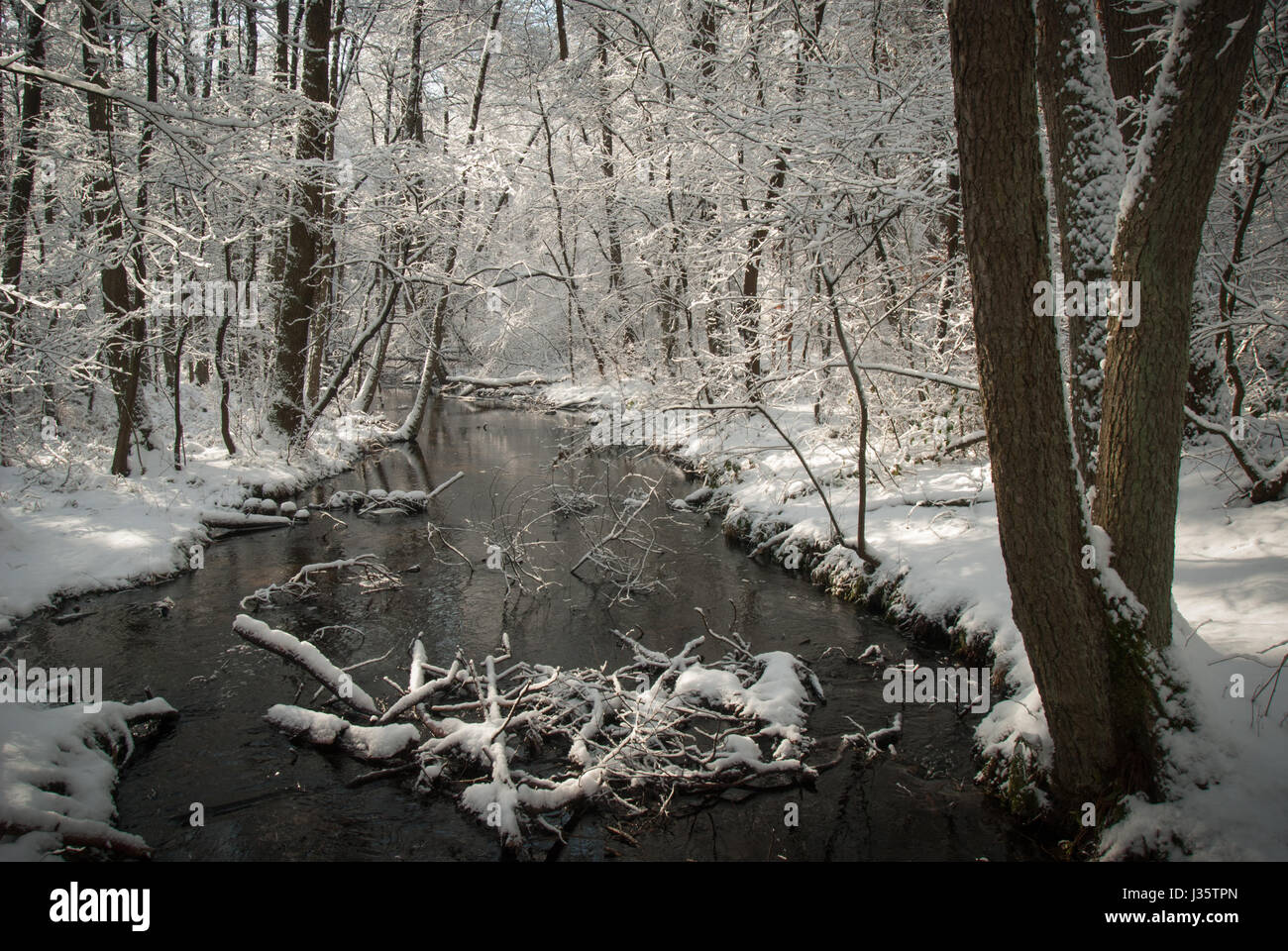 Sunny winter day in the forest Stock Photo - Alamy