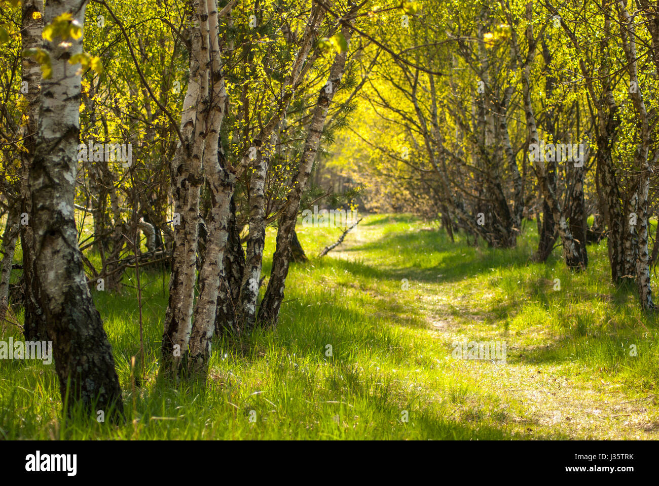 Footpath between birch trees in spring Stock Photo - Alamy