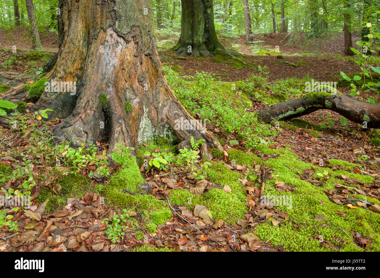 Moss on a tree Stock Photo - Alamy