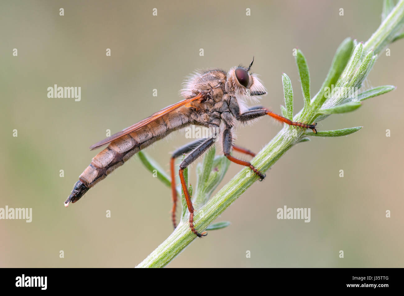 Echthistus hi-res stock photography and images - Alamy