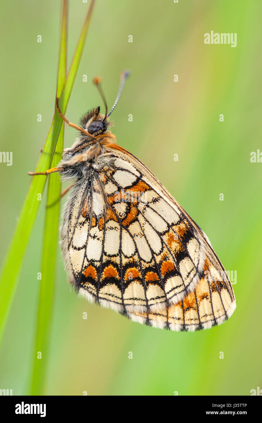 Heath Fritillary, Melitaea athalia Stock Photo - Alamy