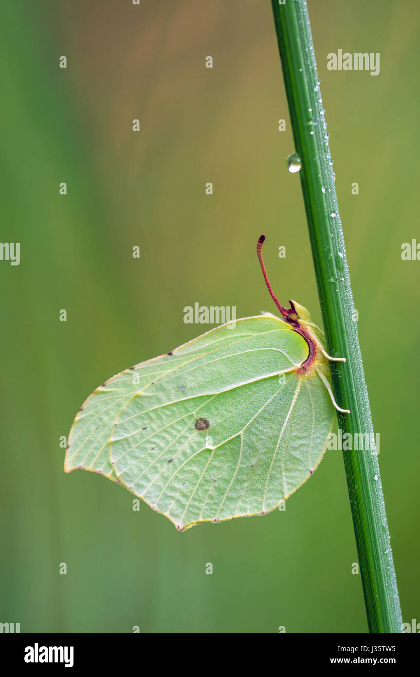 Brimstone nature hi-res stock photography and images - Alamy
