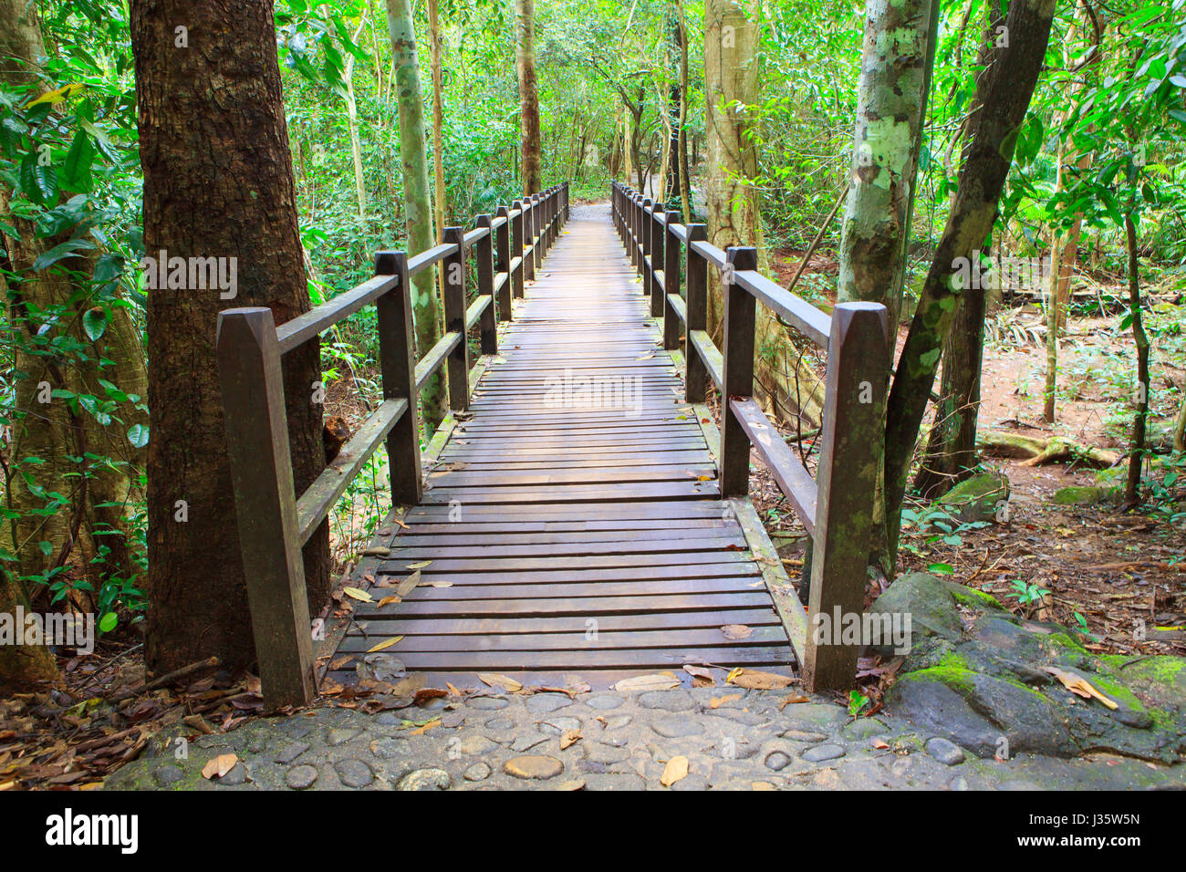 wood bridge in deep forest crossing water stream Stock Photo - Alamy