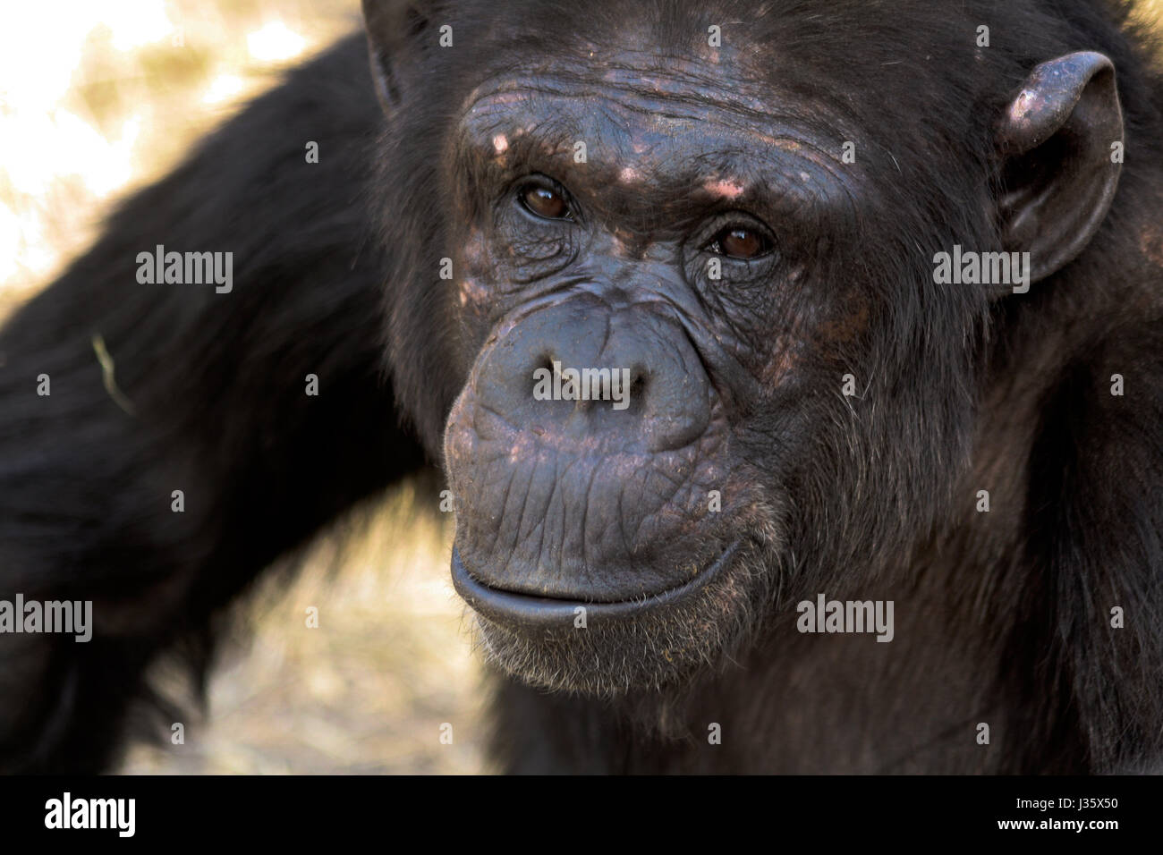 A female chimpanzee (Pan troglodytes) makes eye contact with the viewer ...