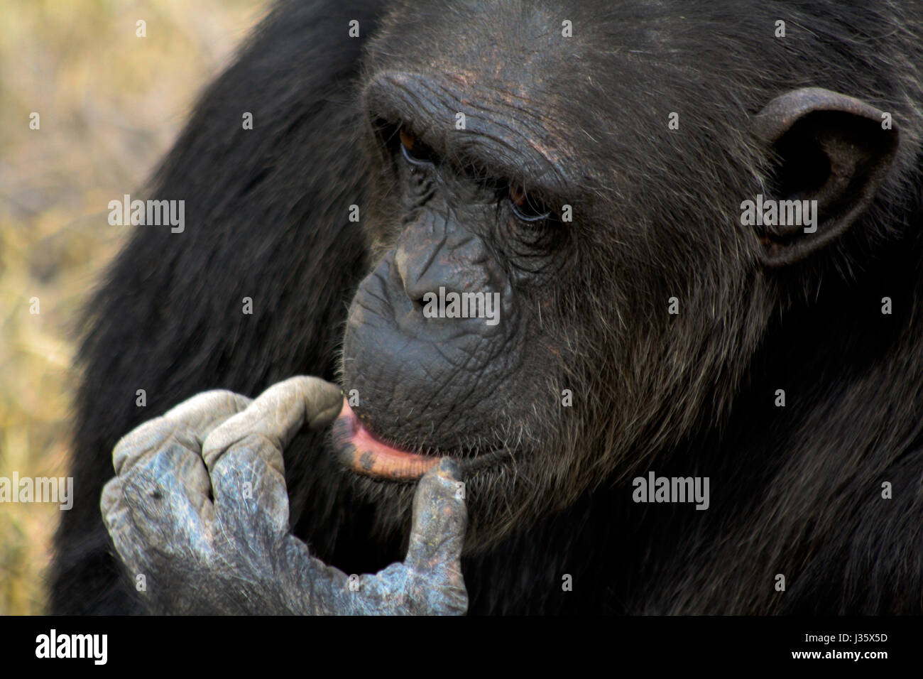Male chimpanzee hi-res stock photography and images - Alamy