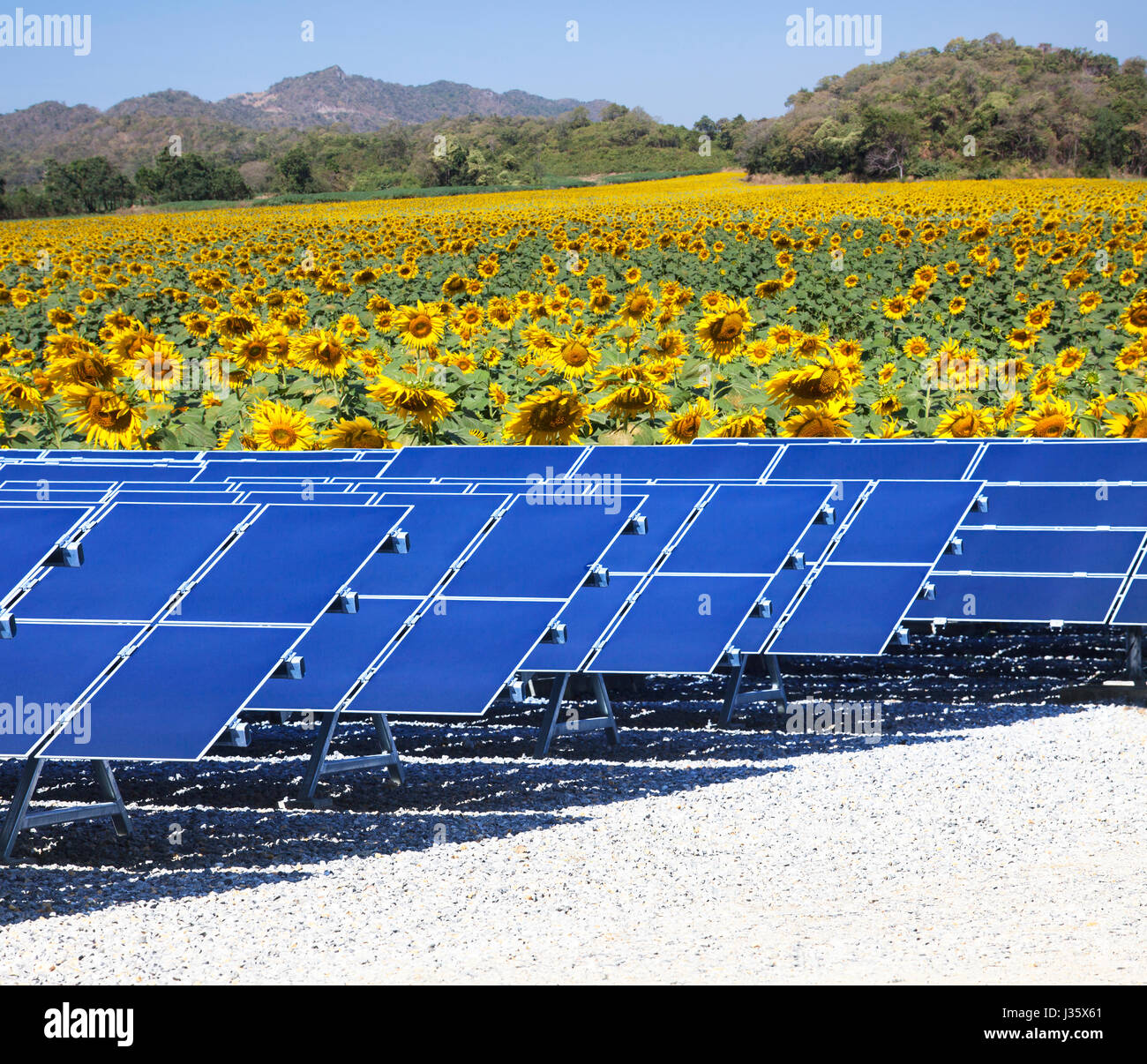 sun solar cell panels nad sunflowers field use as natural electric ...