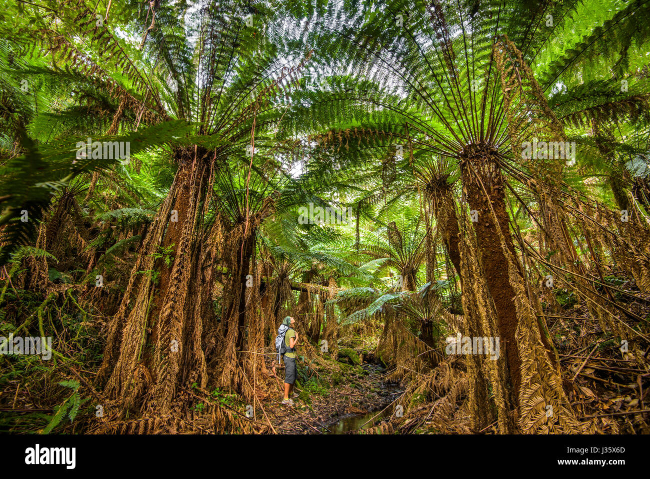 Giant tree ferns of Great Otway National Park, Victoria Stock Photo - Alamy