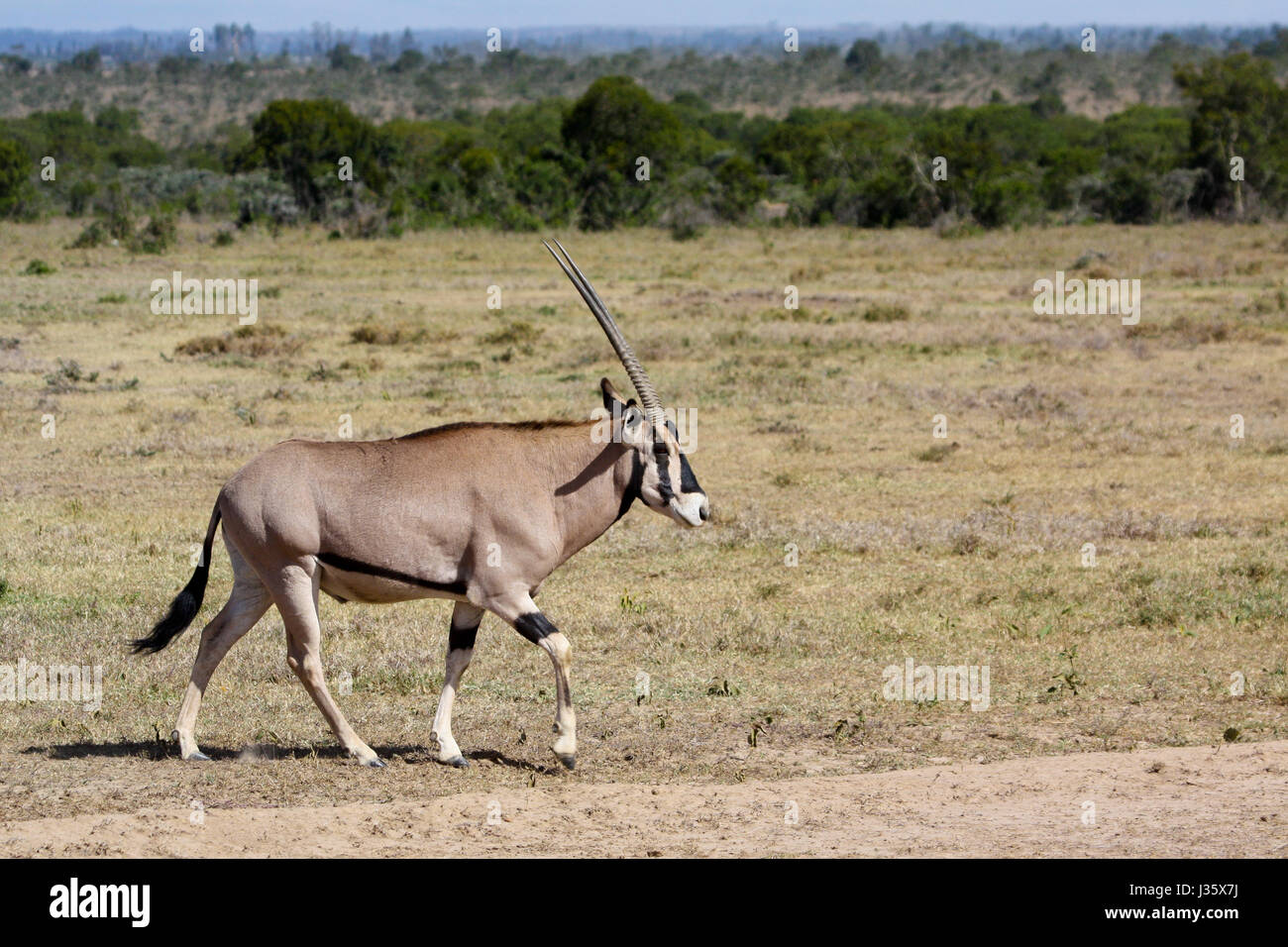 Beisa oryx ol conservancy hi-res stock photography and images - Alamy