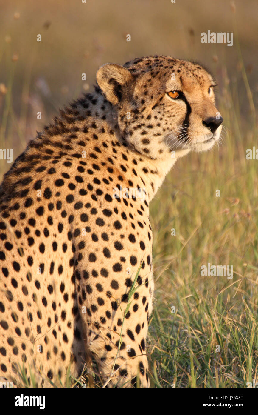 Cheetah in golden light hi-res stock photography and images - Alamy