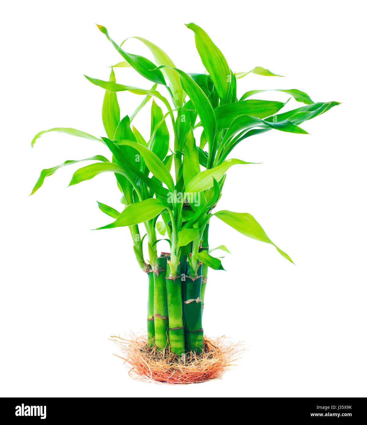 growthing green beautiful leaves of Ribbon dracaena, Lucky bamboo ...