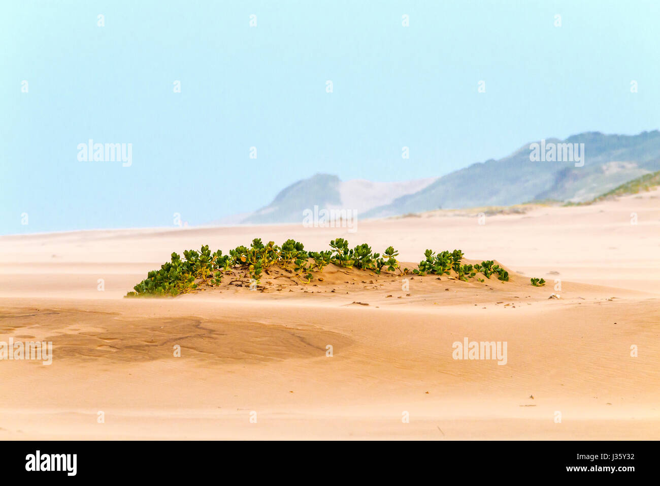 Heavy wind blowing sand on beach against dune, vegetation and coastal ...