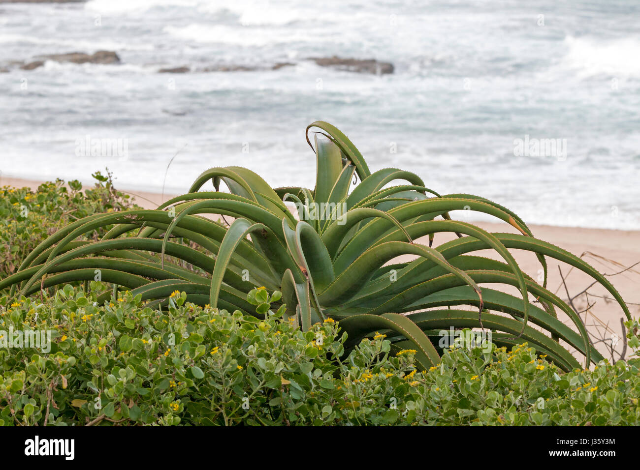 Green aloe plant and dune vegetation against coastal landscape in South ...