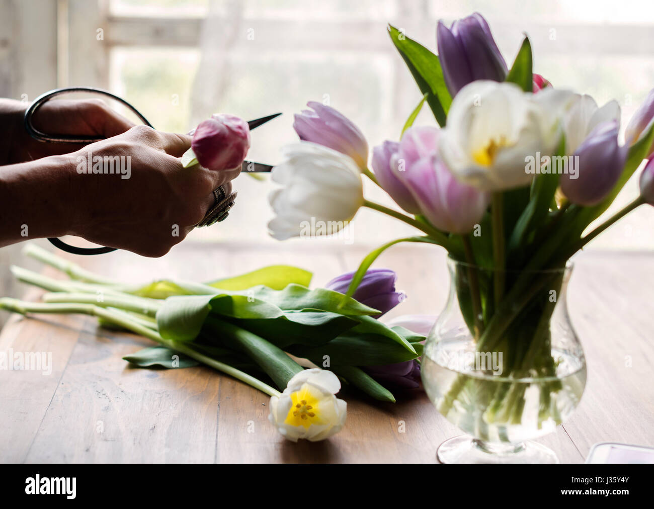 Woman cutting fresh tulips hi-res stock photography and images - Alamy