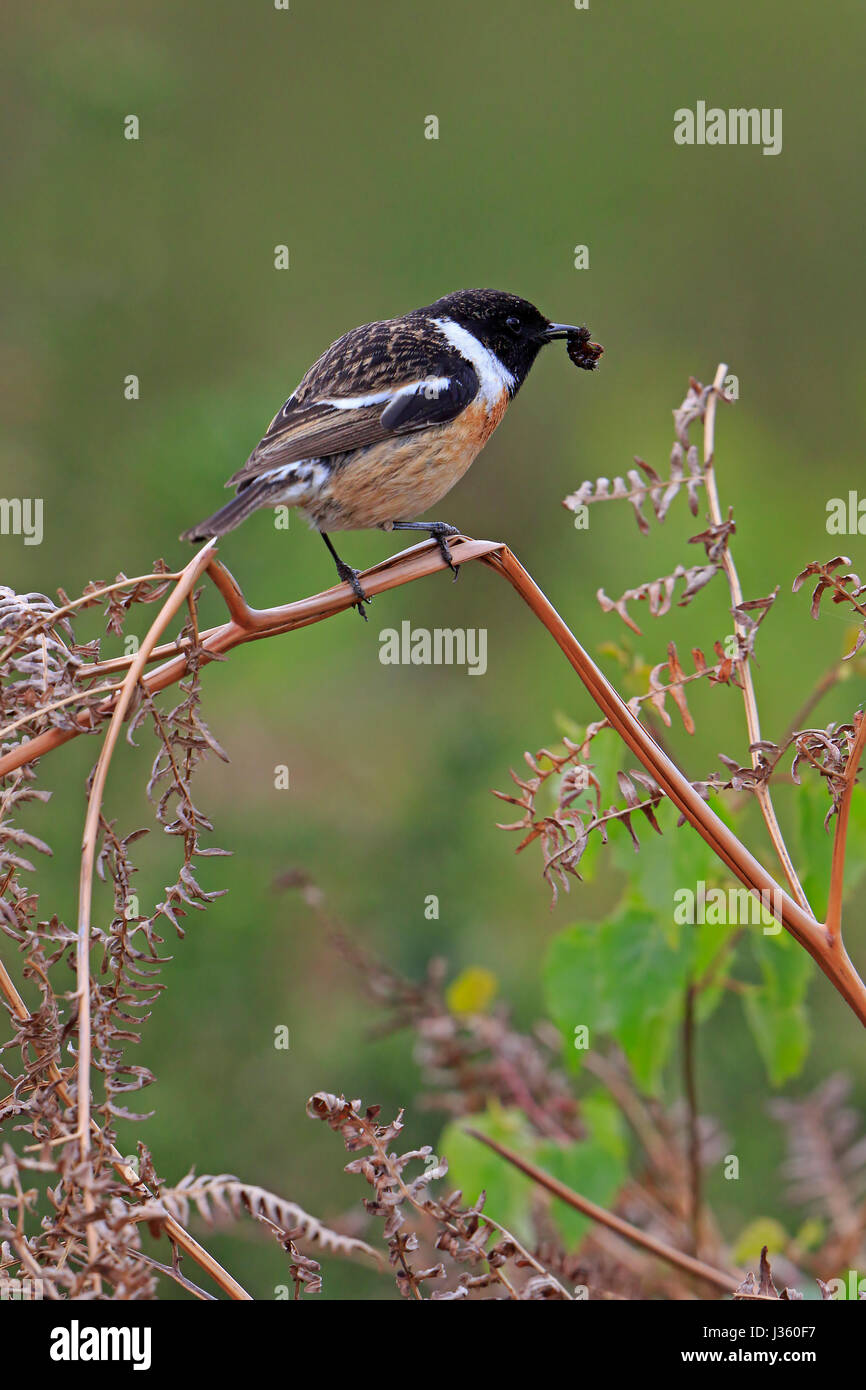 Male stonechat with food perched on dead bracken Stock Photo - Alamy