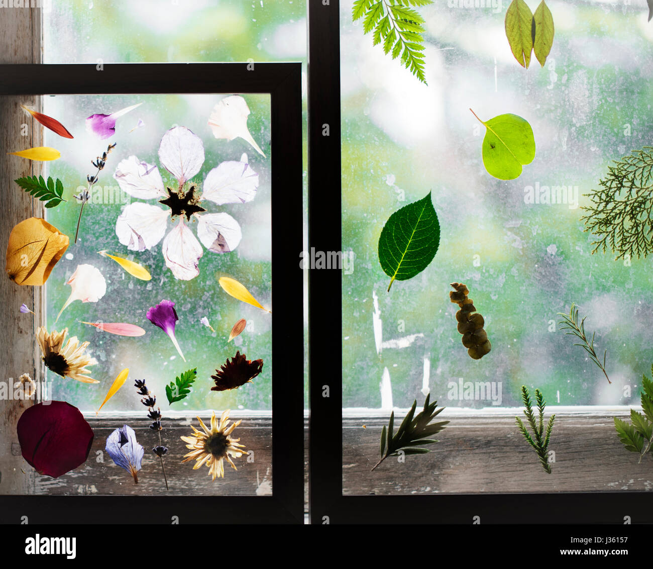 Making Dried Flowers in Glass Frame Hobby Handmade Stock Photo - Alamy