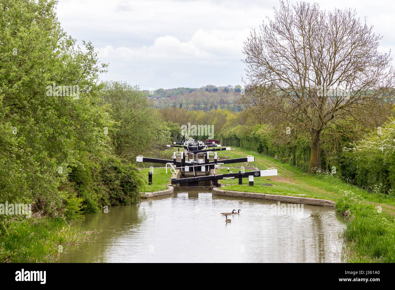 Grand Union Canal, Northampton Arm Lock Flight, 17 locks in total Stock ...