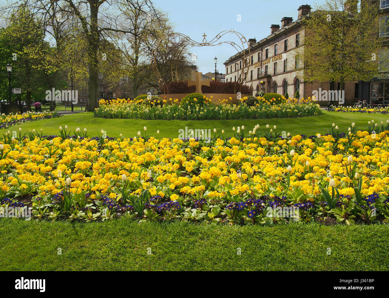 The beautiful planting of primulas and tulips on the Crown roundabout ...
