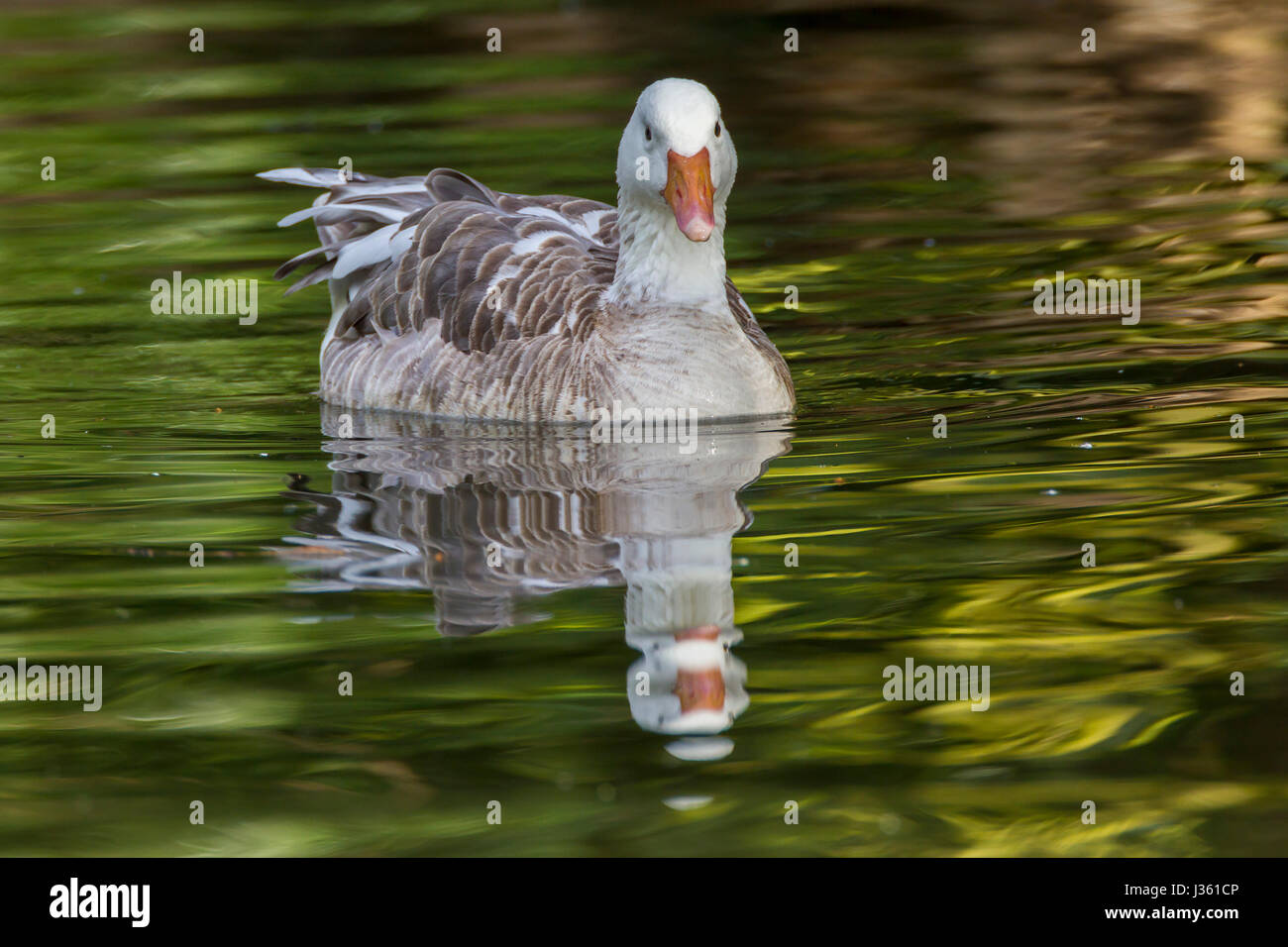 Goose hybrid hi-res stock photography and images - Alamy
