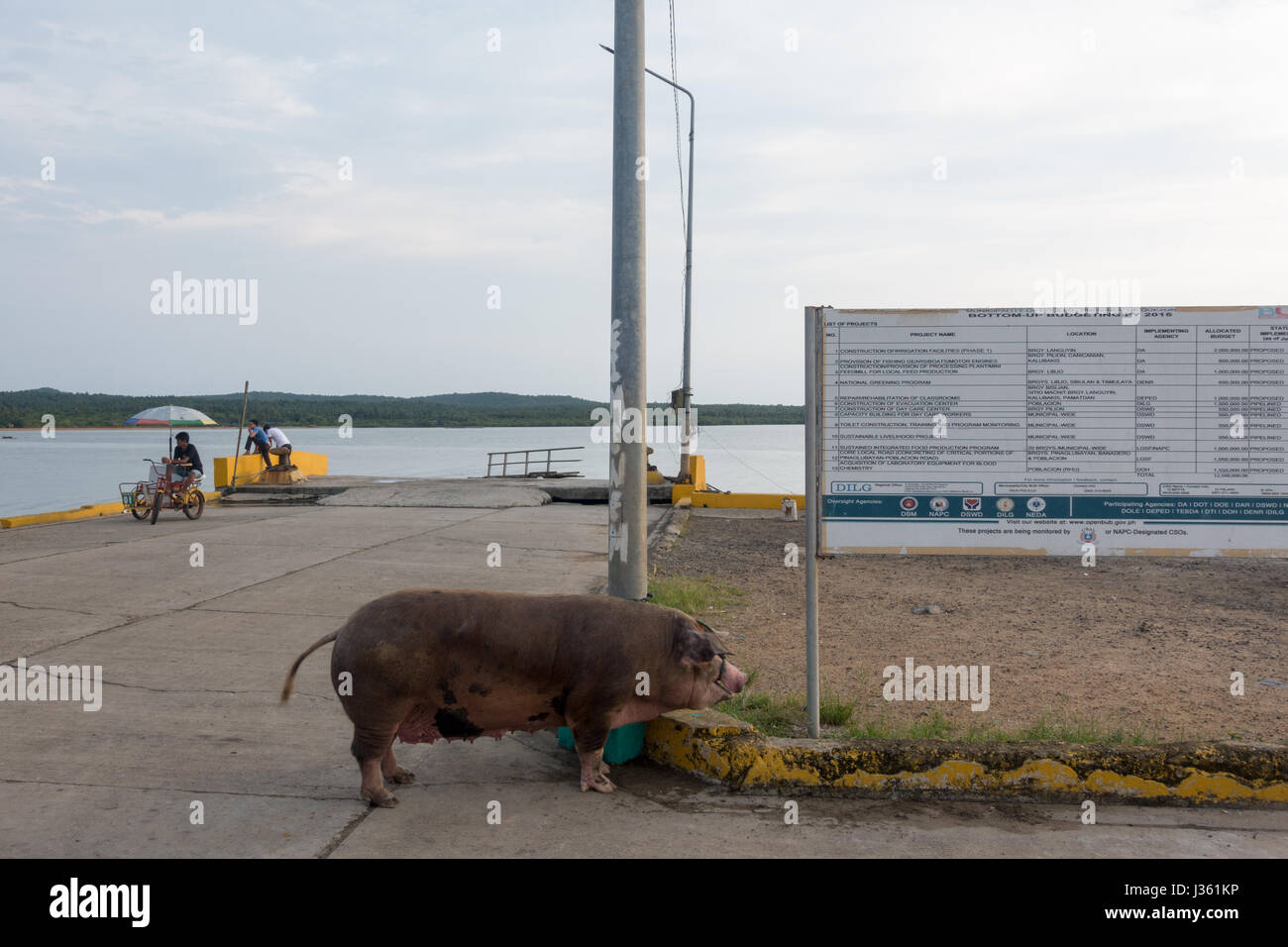 Polillo Island, Philippines - April 30, 2017: A hog waiting to be ...