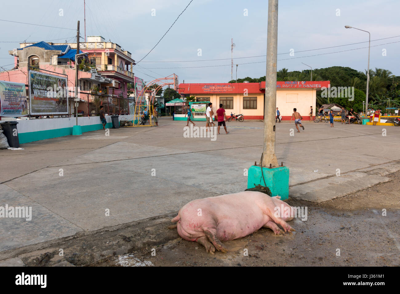 Polillo Island, Philippines - April 30, 2017: A hog waiting to be ...