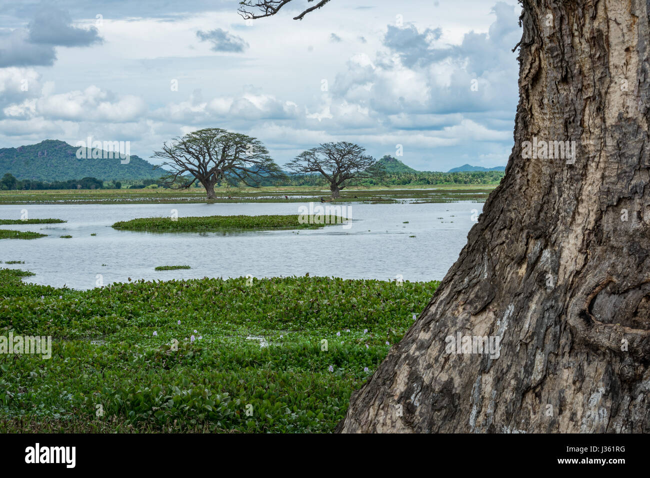 The beautiful TISSA lake in SRI LANKA Stock Photo - Alamy