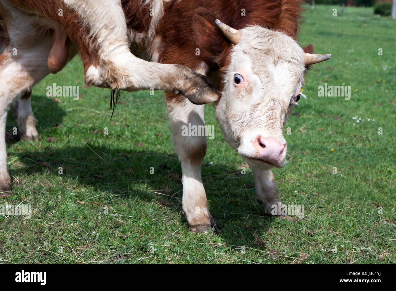 Pet - cow scrambling behind the ear in the grazing fortification, Czech ...