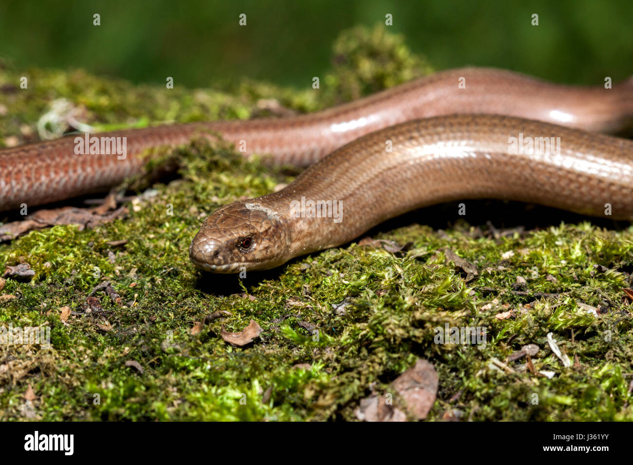 Slow worm (Anguis colchica) from Czech Republic Stock Photo - Alamy