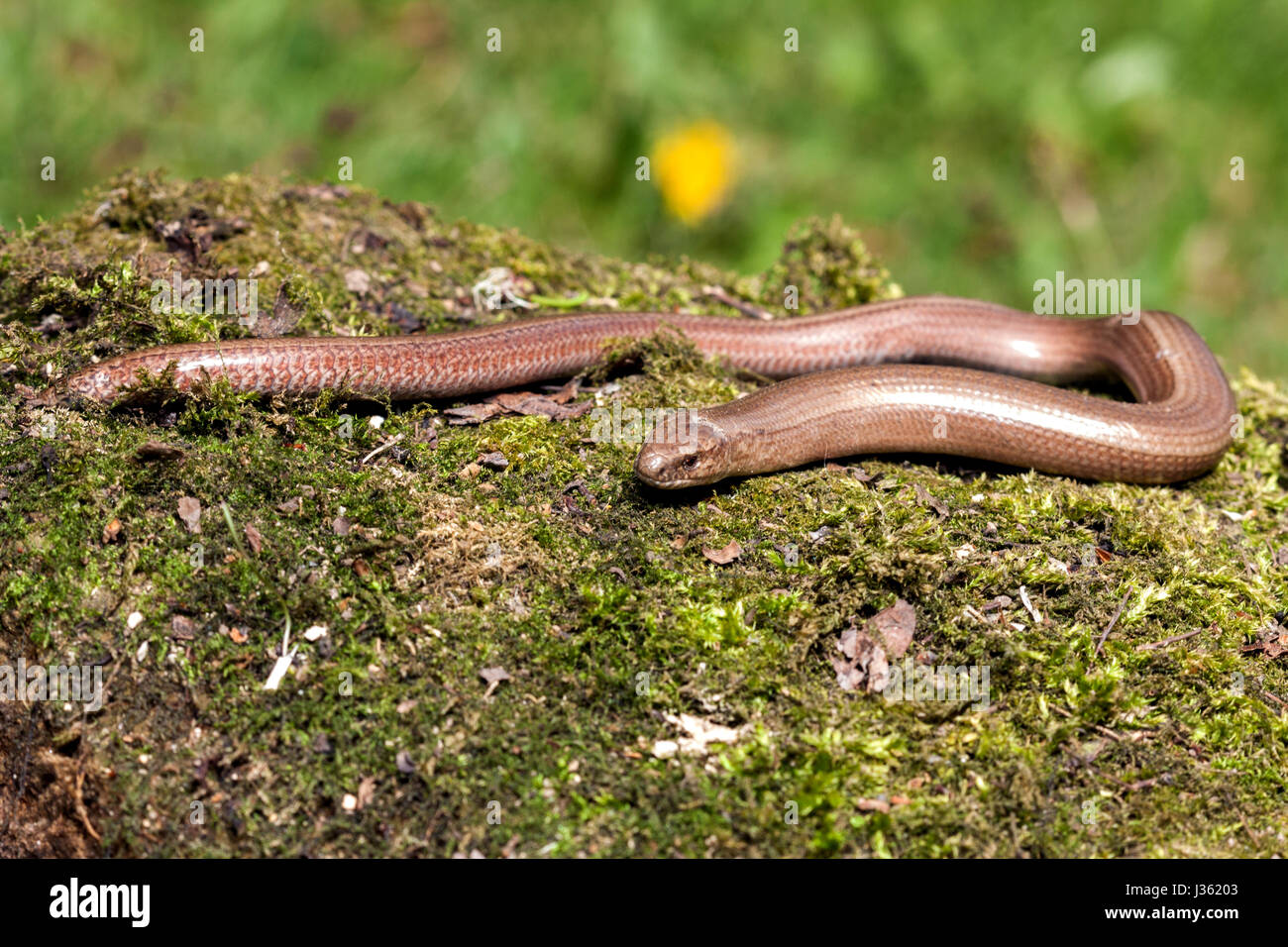 Slow worm (Anguis colchica) from Czech Republic Stock Photo - Alamy