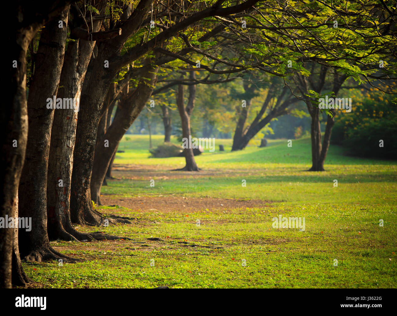 beautiful morning light in public park with green grass field Stock ...