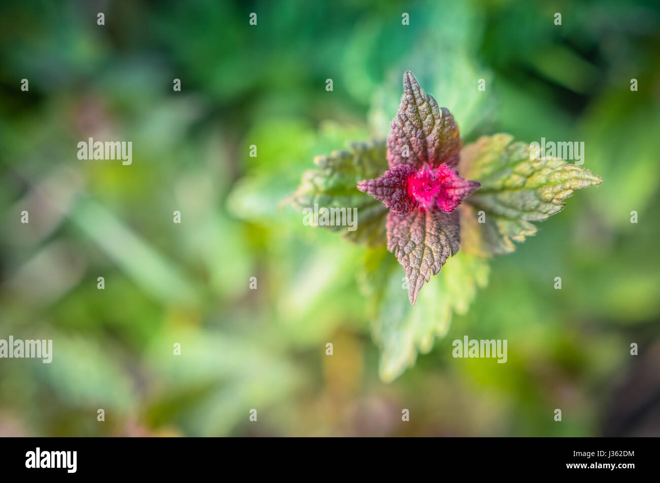 Purple dead-nettle wild flower leaves at spring Stock Photo - Alamy