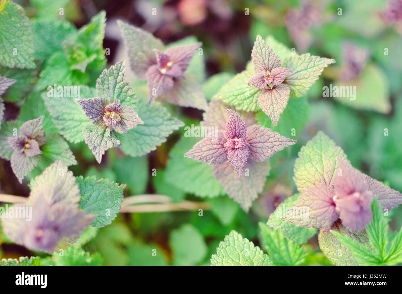 Purple dead-nettle wild flower leaves at spring Stock Photo - Alamy