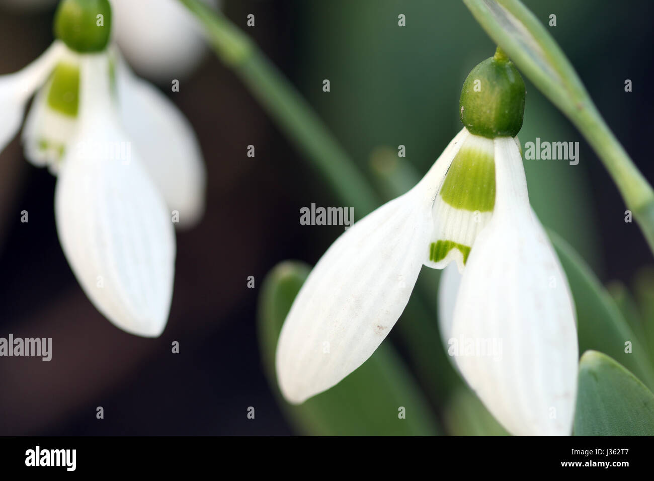 two snowdrops close up spring season Stock Photo - Alamy