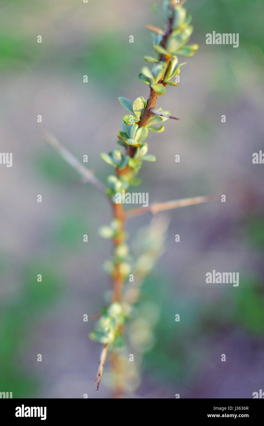 Buckthorn tree hi-res stock photography and images - Alamy