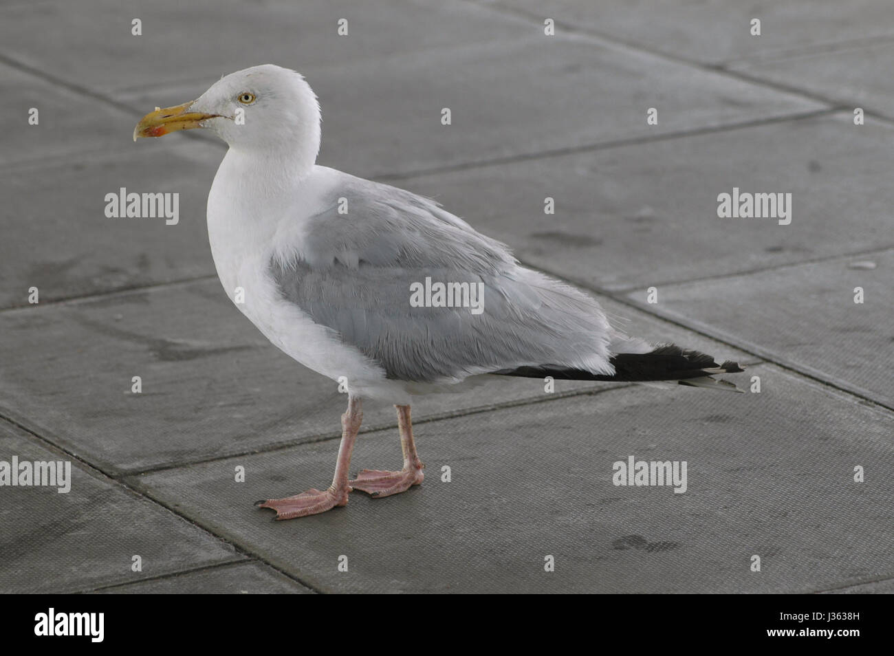 Seagull on the platform at a train station Stock Photo - Alamy