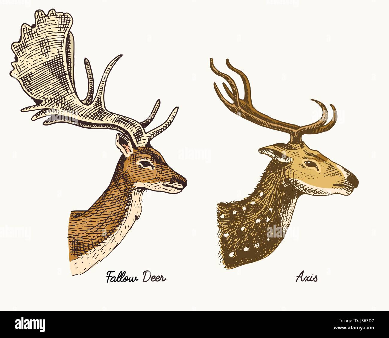 Whitetail Antlers Side View