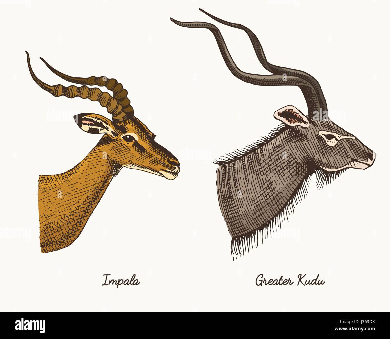 antelopes impala and greater kudu vector hand drawn illustration ...
