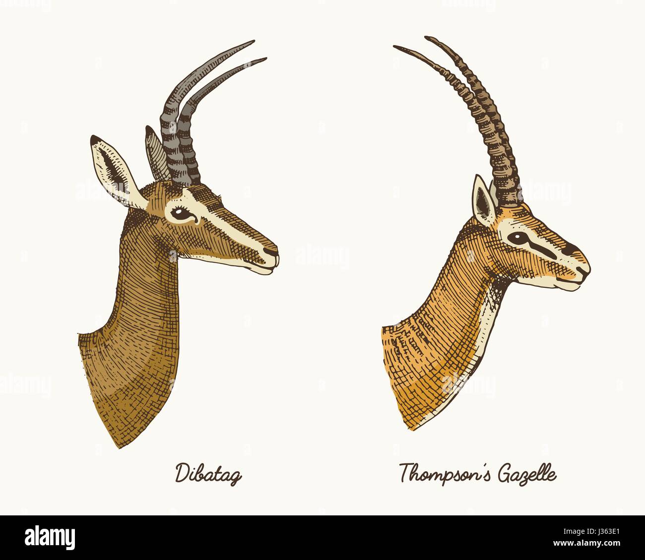 antelopes dibatag and thompsons gazelle vector hand drawn illustration ...