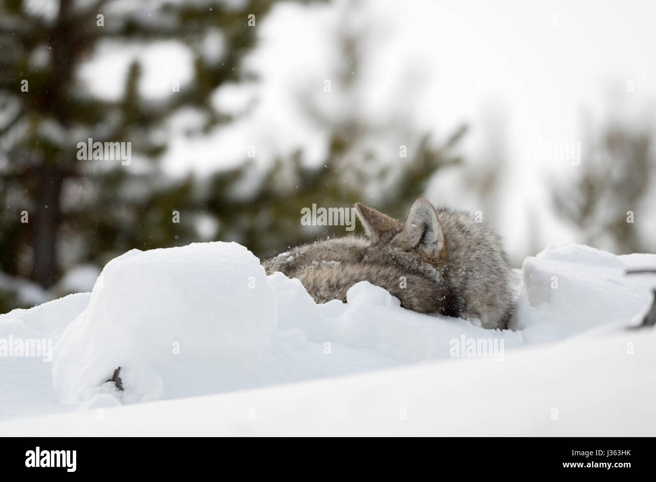 Coyote / Kojote ( Canis latrans ), in winter, resting , in typical ...