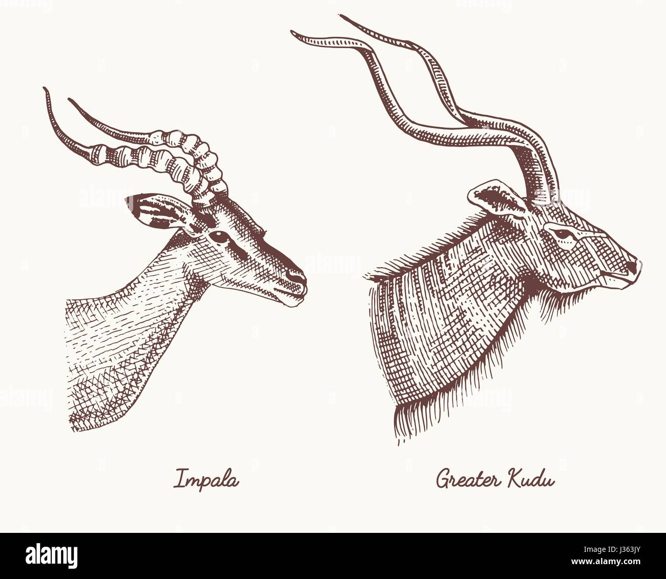 antelopes impala and greater kudu vector hand drawn illustration ...