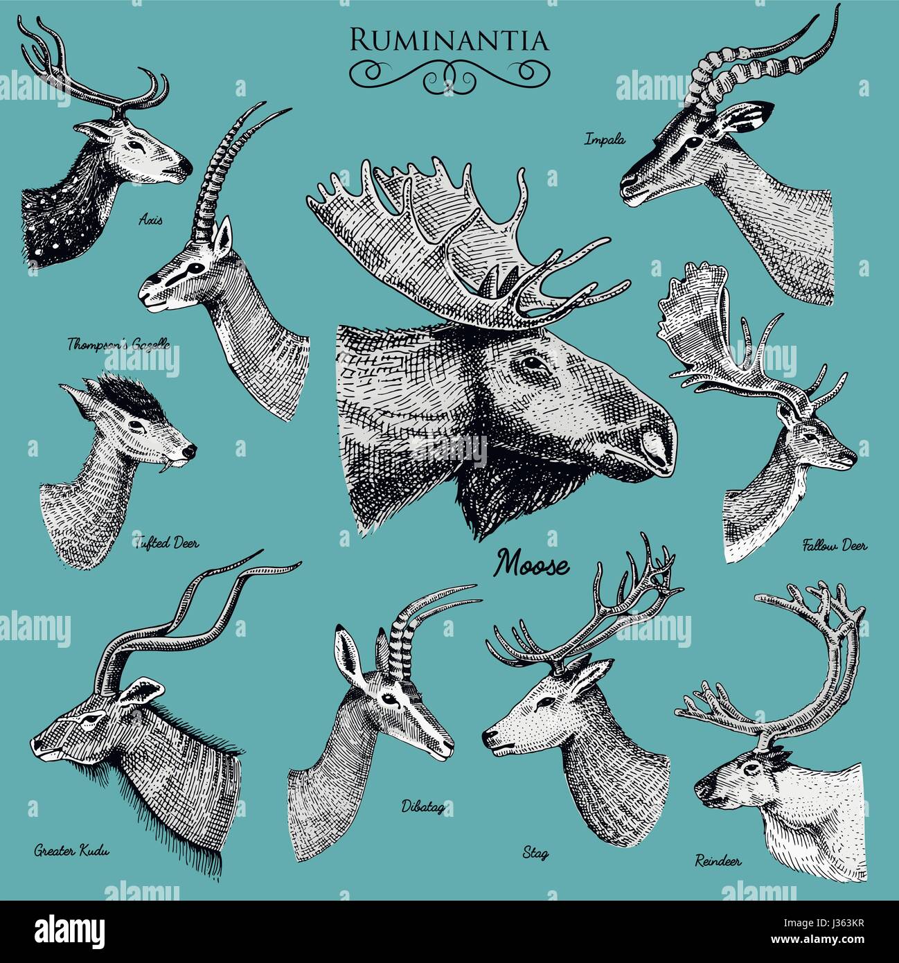 Big set of Horn, antlers Animals moose or elk with impala, gazelle and ...