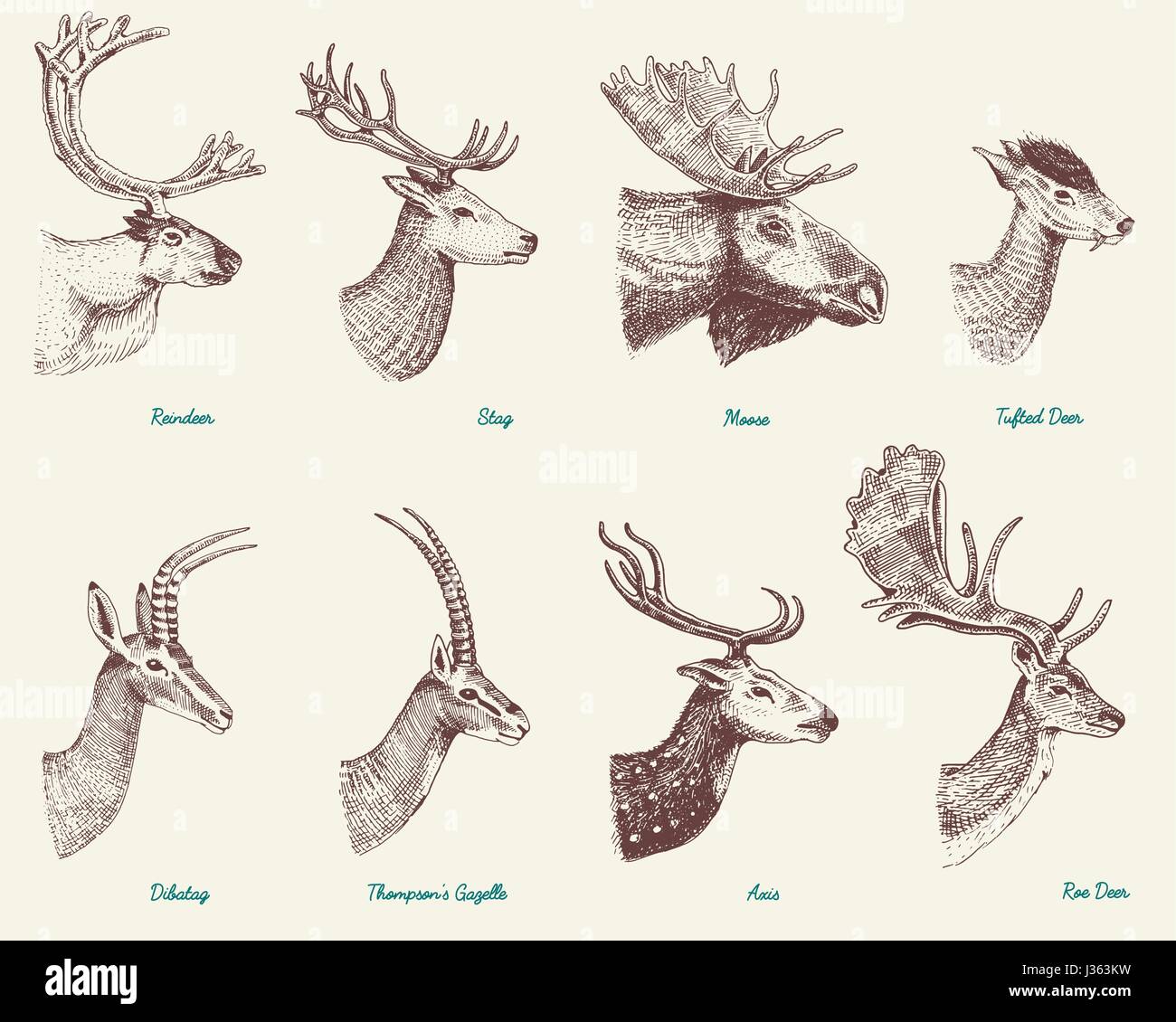 Big set of Horn, antlers Animals moose or elk with impala, gazelle and ...