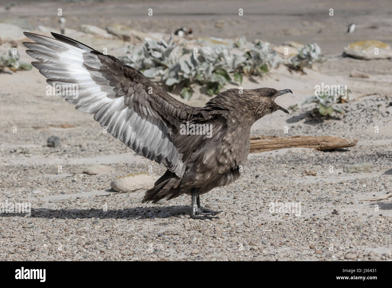 Species skua hi-res stock photography and images - Alamy