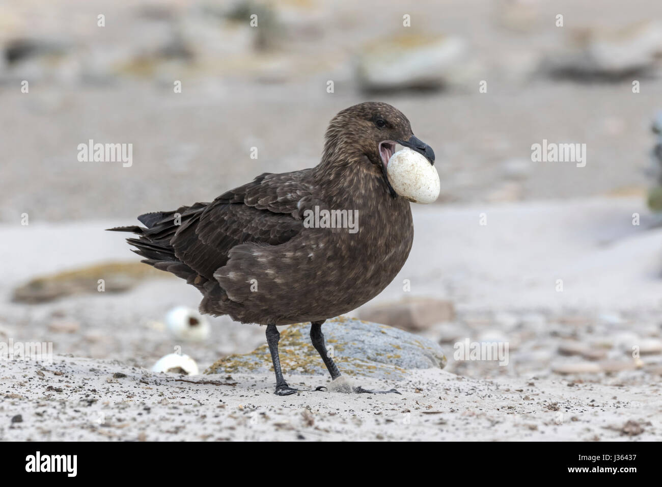 Brown skua with egg hi-res stock photography and images - Alamy