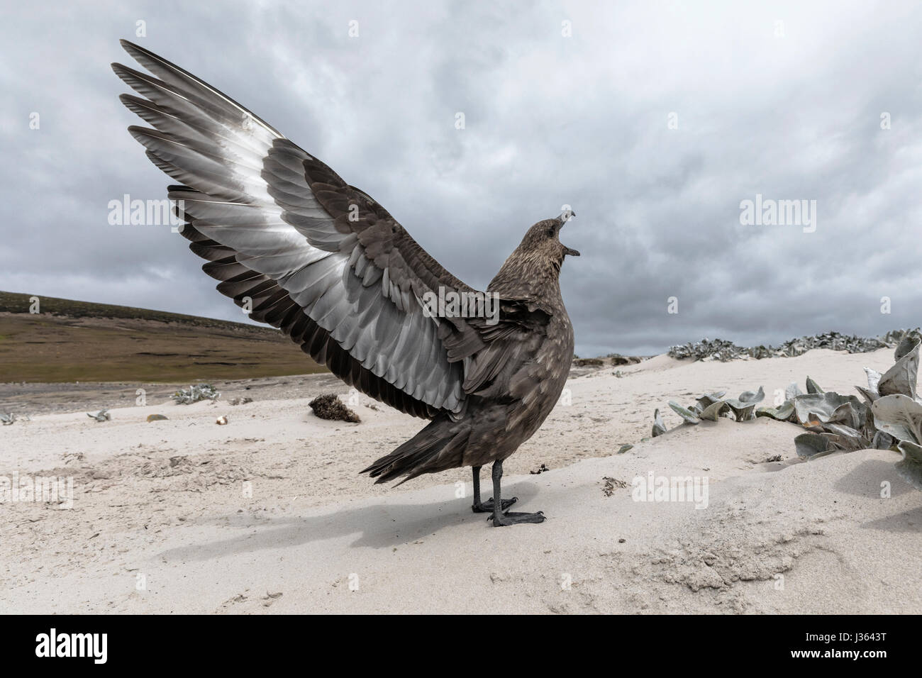 Species skua hi-res stock photography and images - Alamy
