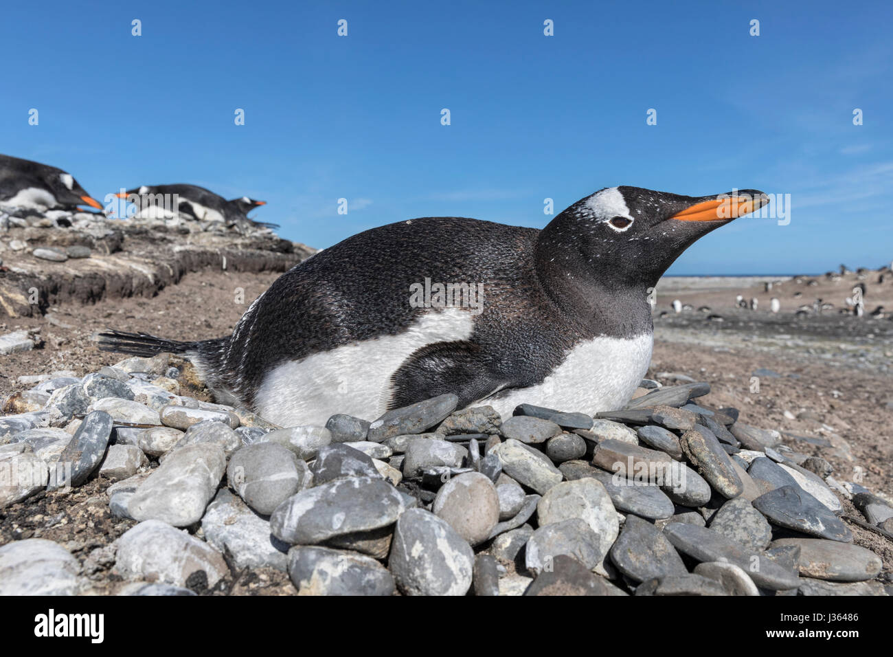 Gentoo penguin nest hi-res stock photography and images - Alamy